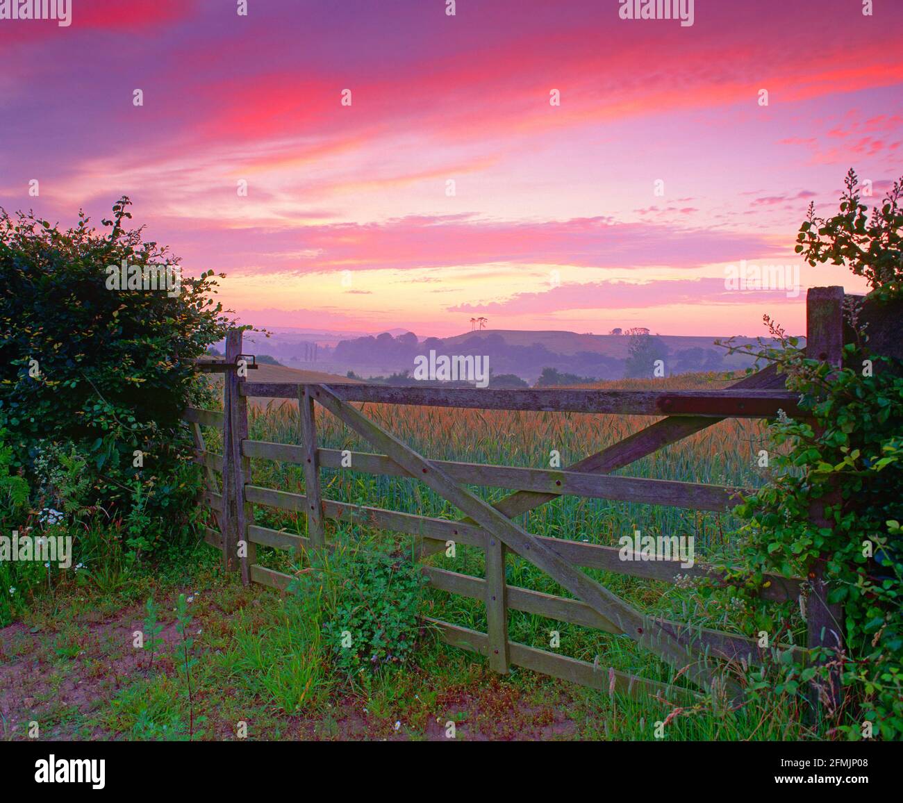 Wooden Gate Wild Summer Flowers High Resolution Stock Photography and ...