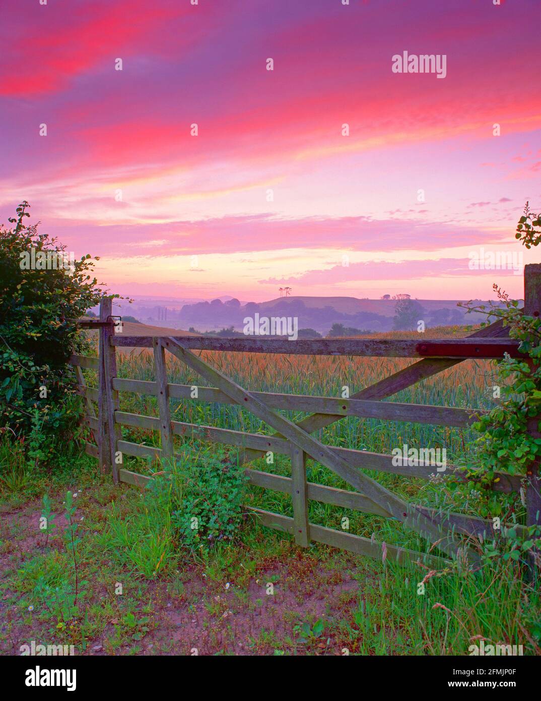 UK, England, Dorset, dawn over field gate, summer Stock Photo - Alamy