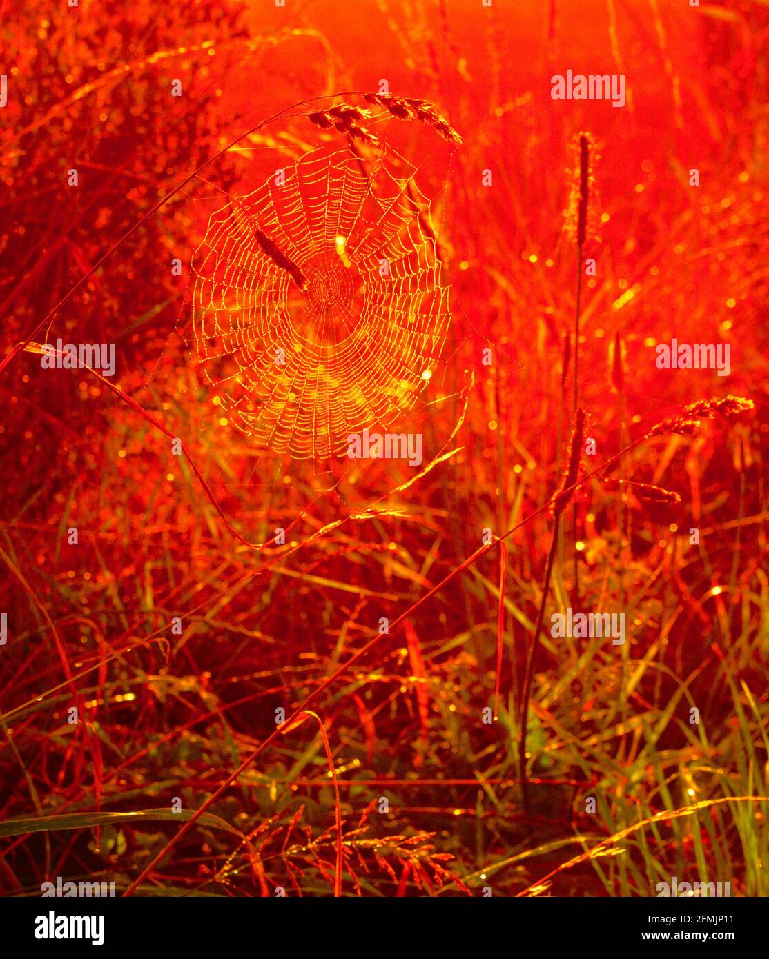 Spiders web in harvested field, dawn, summer Stock Photo - Alamy