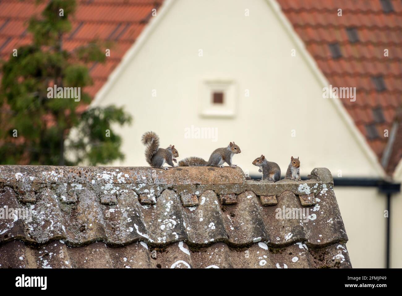 A family of four gray squirrels emerging to play from a roof with a ...