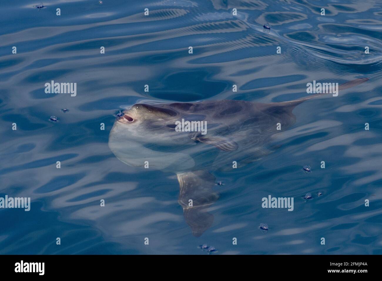 Eating sunfish hi-res stock photography and images - Alamy