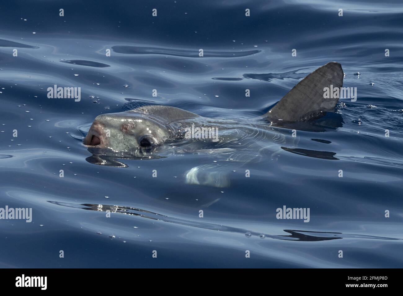 Sunfish on sea surface while eating jellyfish Stock Photo - Alamy