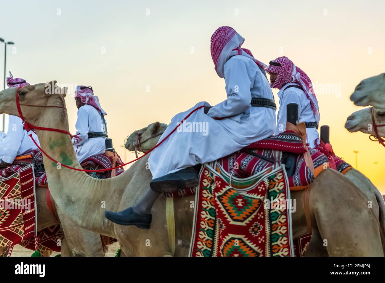 Desert safari camel ride festival in Abqaiq Dammam Saudi Arabia Stock ...
