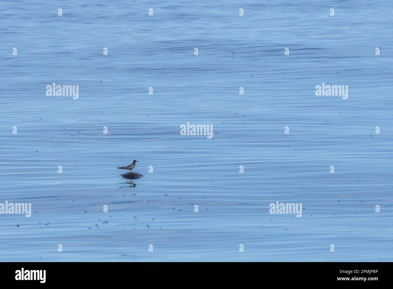 Back view turtle on hi-res stock photography and images - Alamy