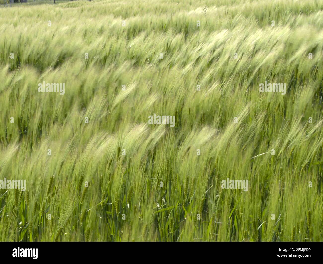 By the wind moved grain field hi-res stock photography and images - Alamy
