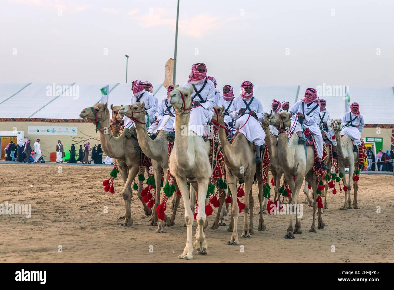 Desert safari camel ride festival in Abqaiq Dammam Saudi Arabia Stock ...