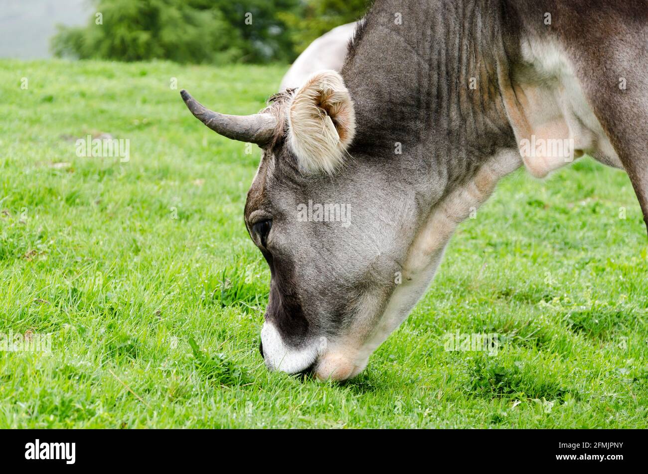 Grey cow grazing Stock Photo - Alamy