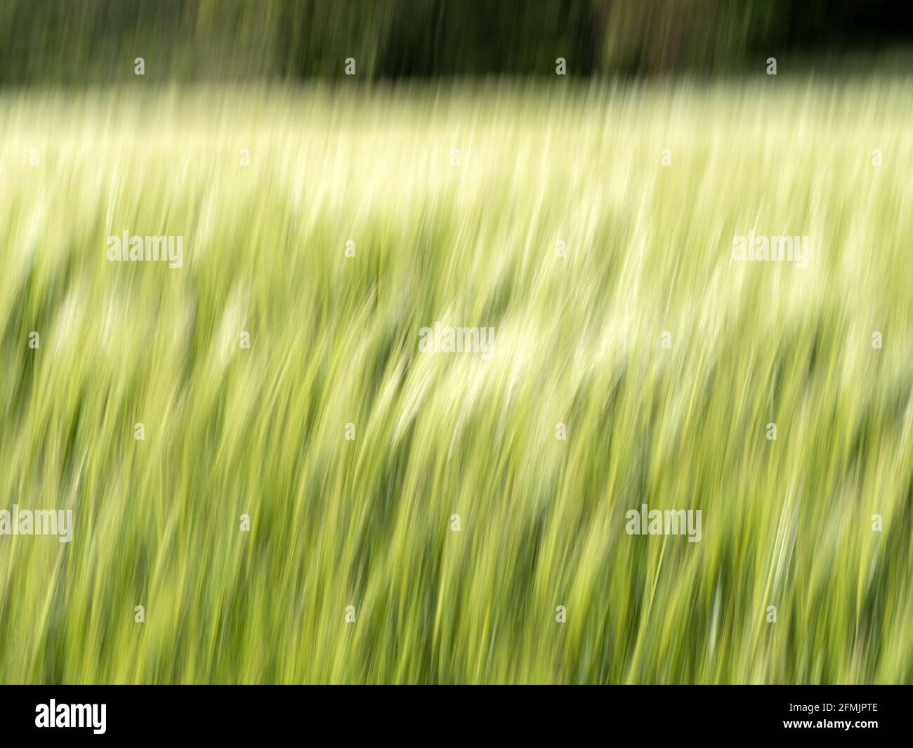 Wheat spikes field moved by wind like sea waves Stock Photo - Alamy