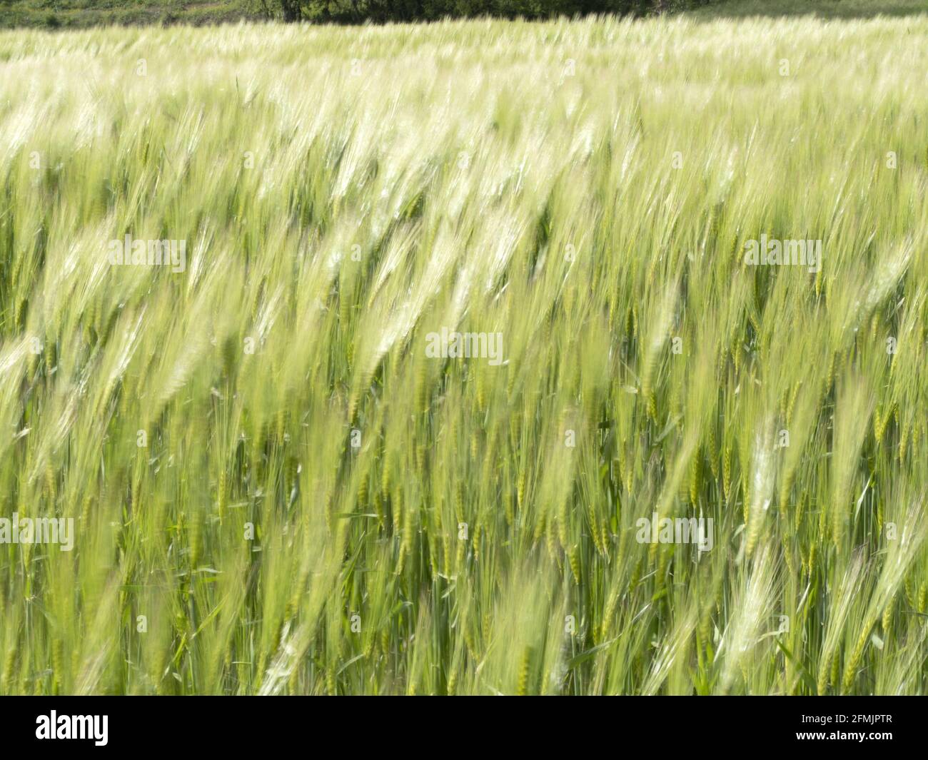 Wheat spikes field moved by wind like sea waves Stock Photo - Alamy