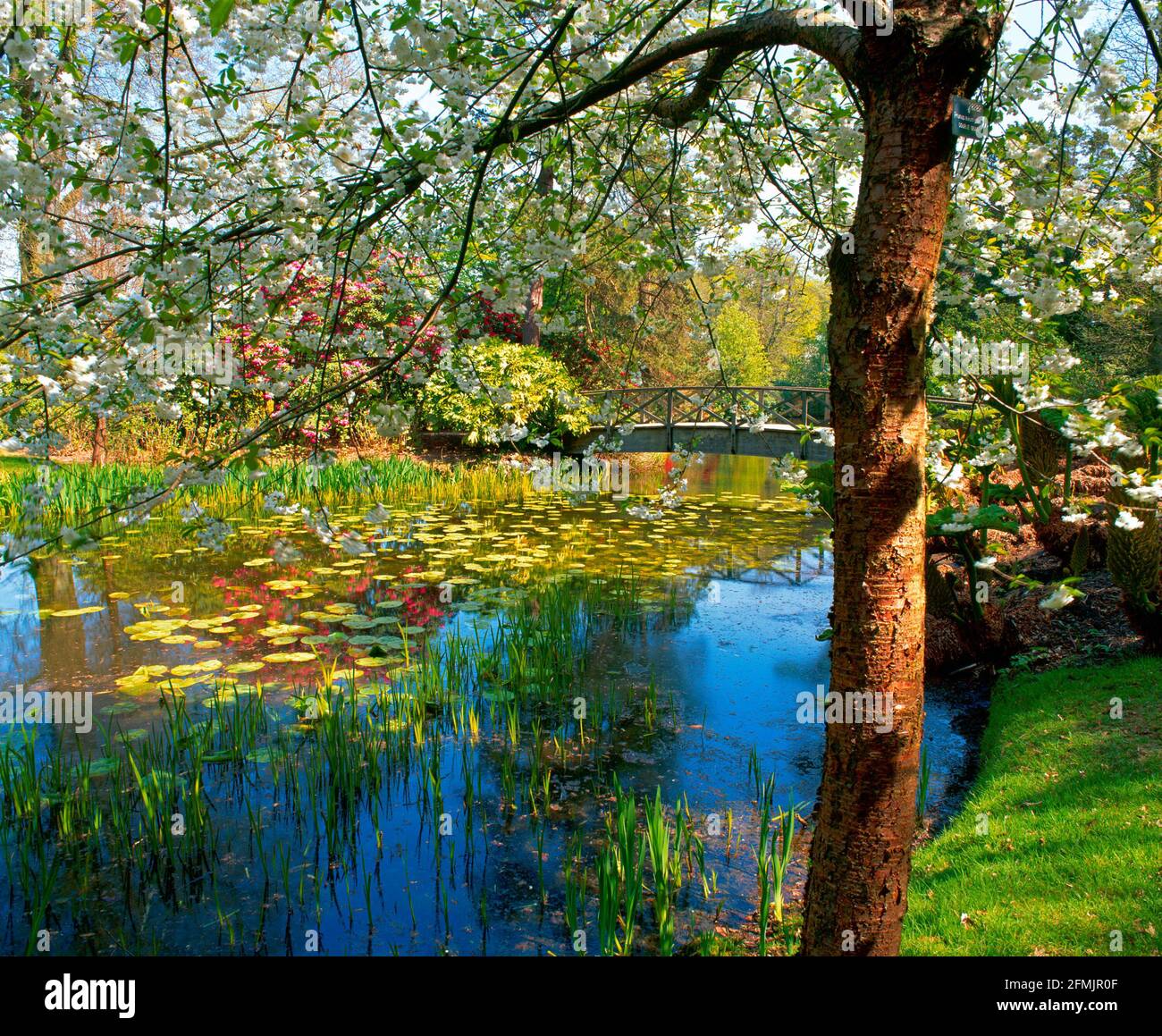 Tatton park gardens blossom hi-res stock photography and images - Alamy