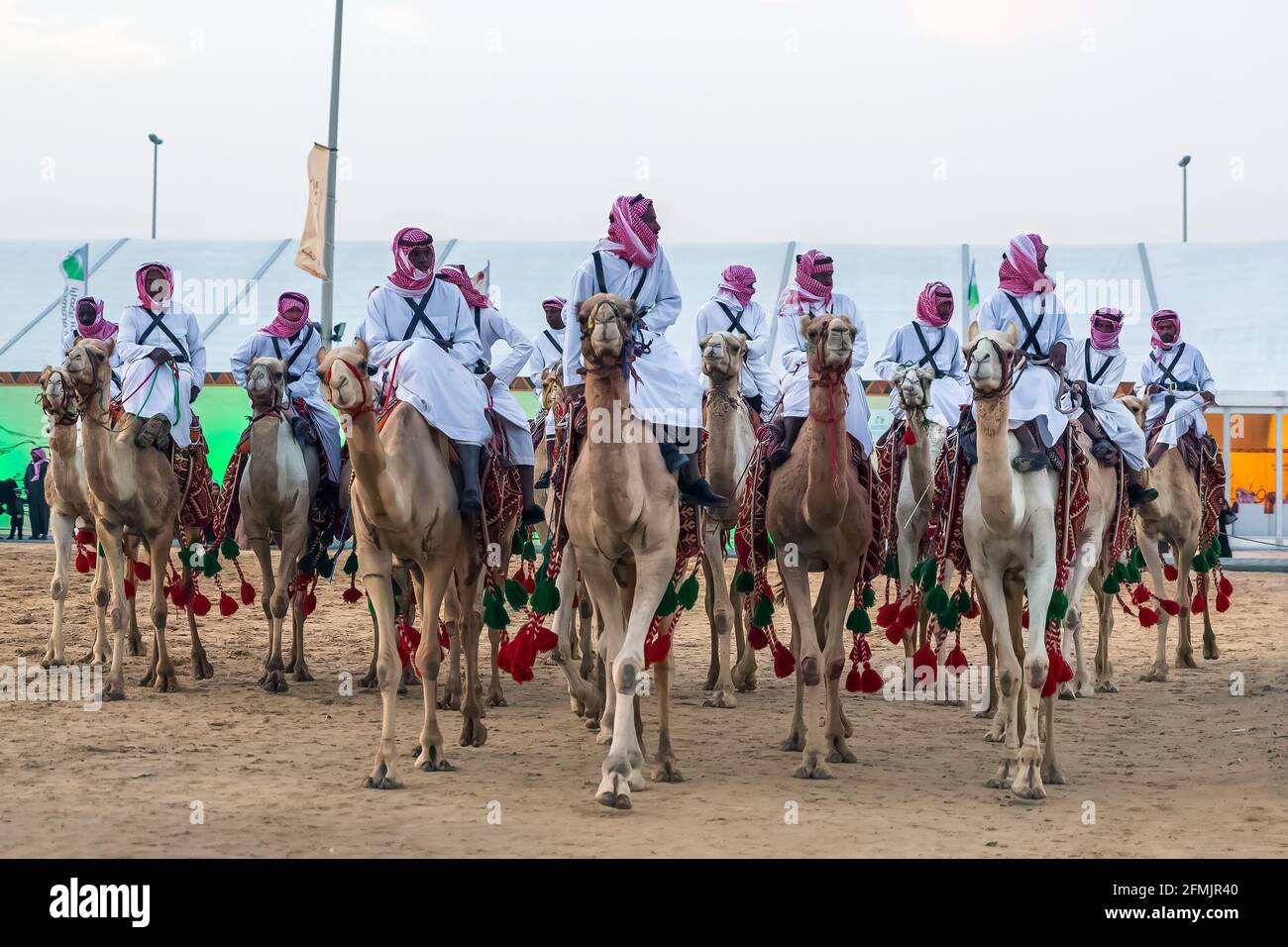 Desert safari camel ride festival in Abqaiq Dammam Saudi Arabia Stock ...