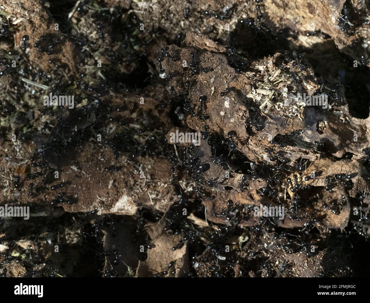 ants inside anthill in the wood close up macro Stock Photo - Alamy