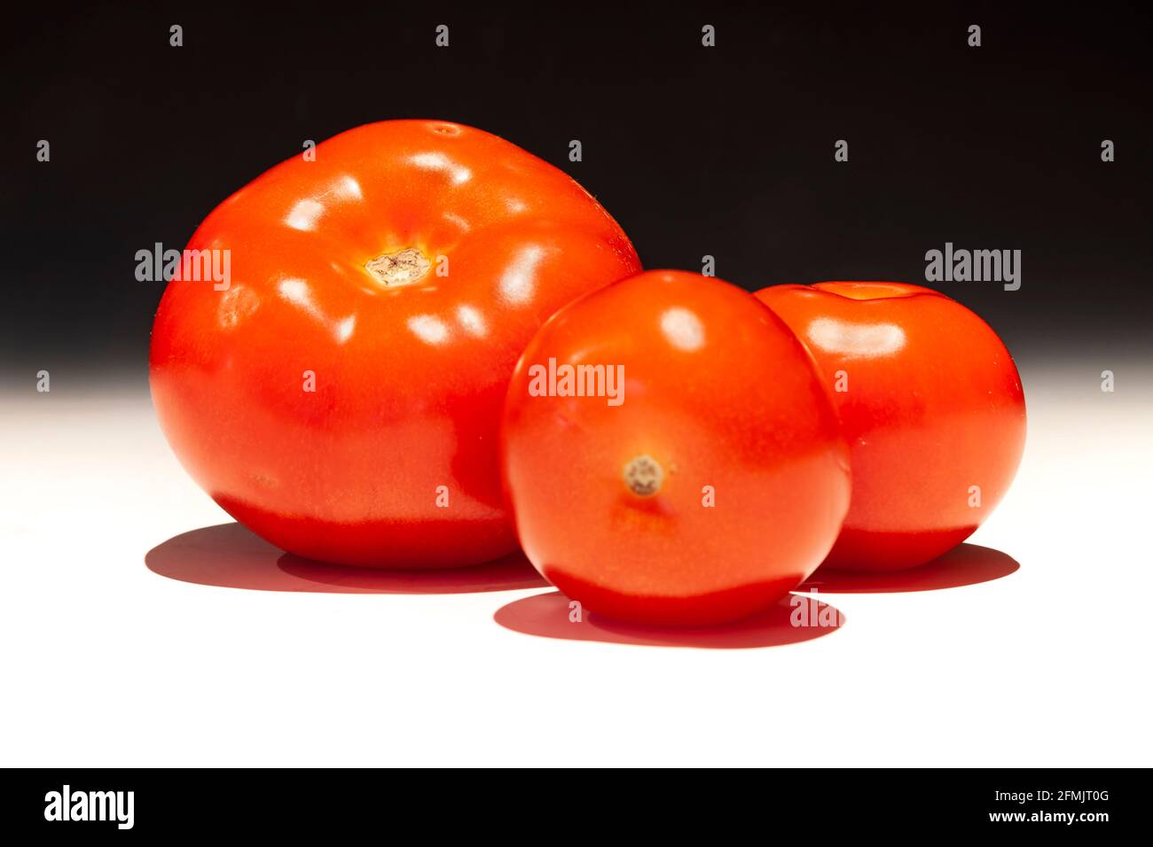 3 differant sizes of Tomatoes on a graduated background, Northampton ...