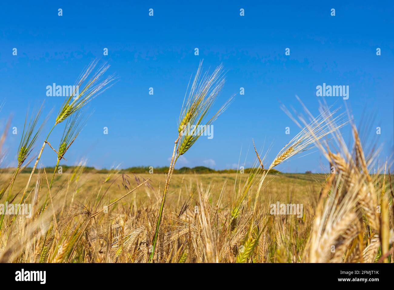 Harvesting. Fields of ripe wheat on a background of blue sky with ...