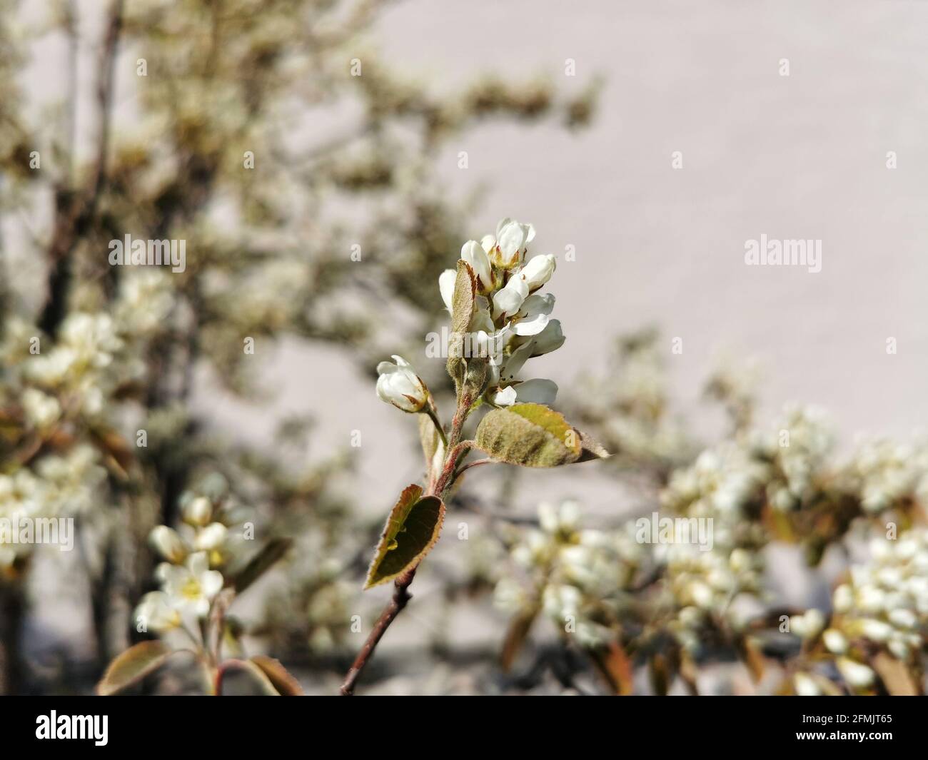 Light epidendrum hi-res stock photography and images - Alamy