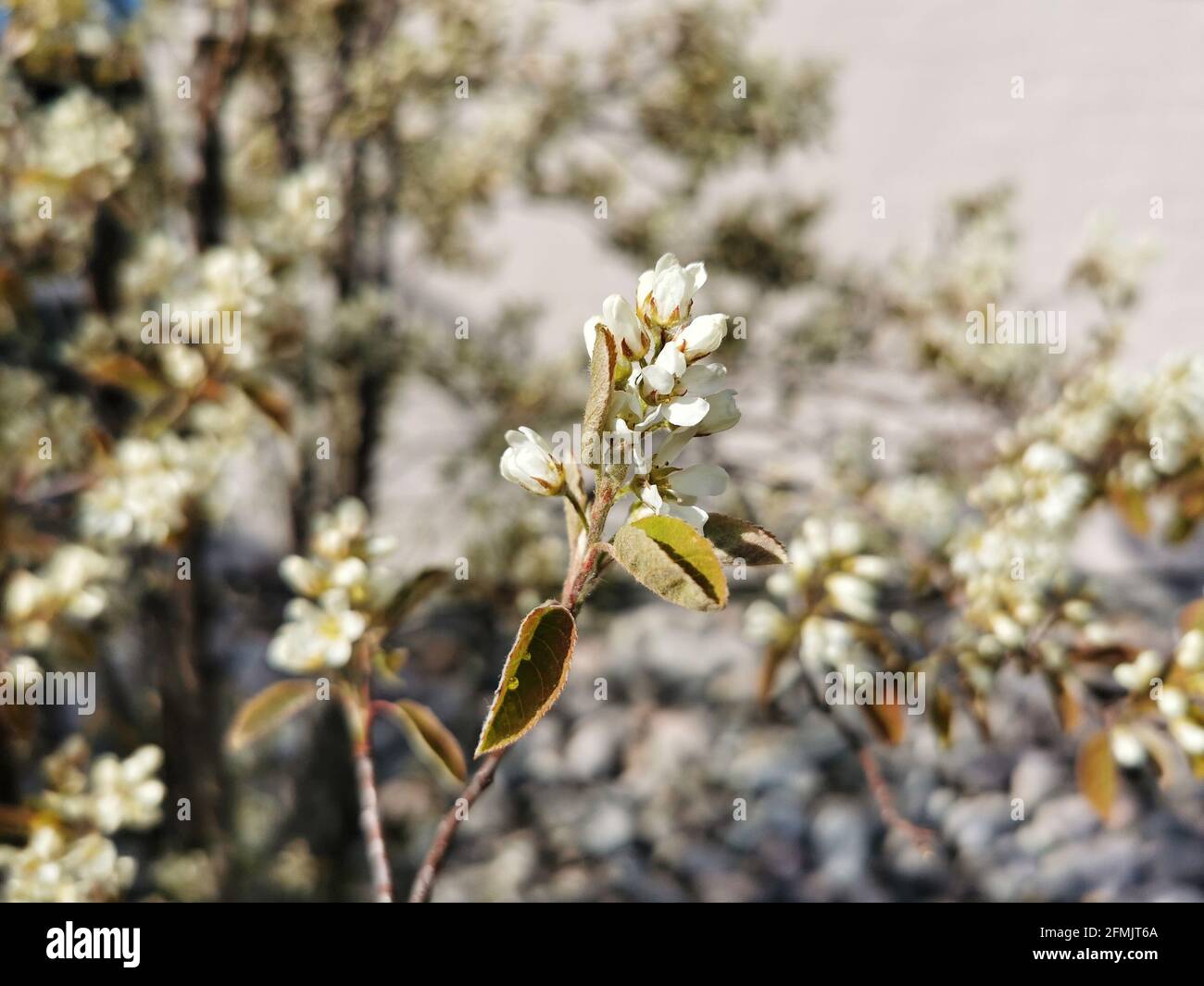 Light epidendrum hi-res stock photography and images - Alamy
