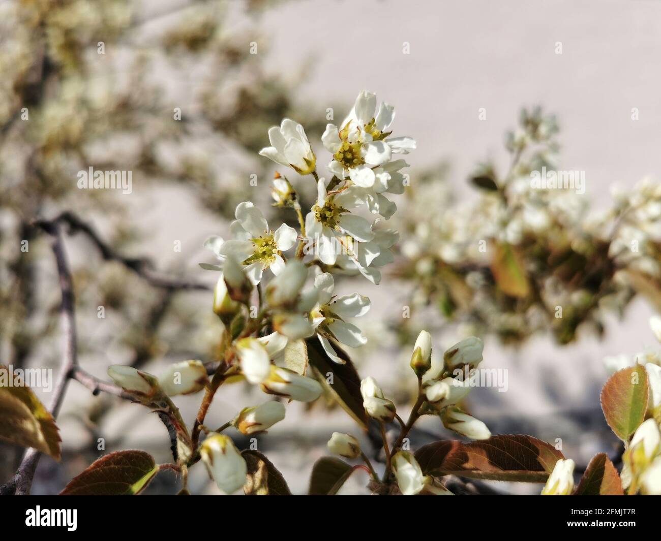 Light epidendrum hi-res stock photography and images - Alamy