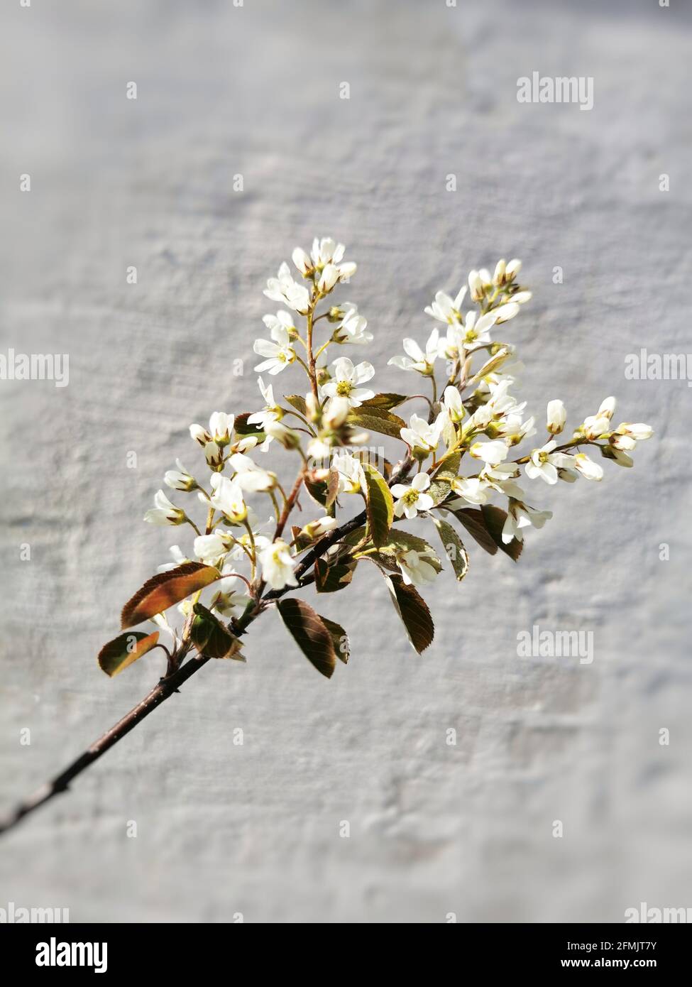 Light epidendrum hi-res stock photography and images - Alamy