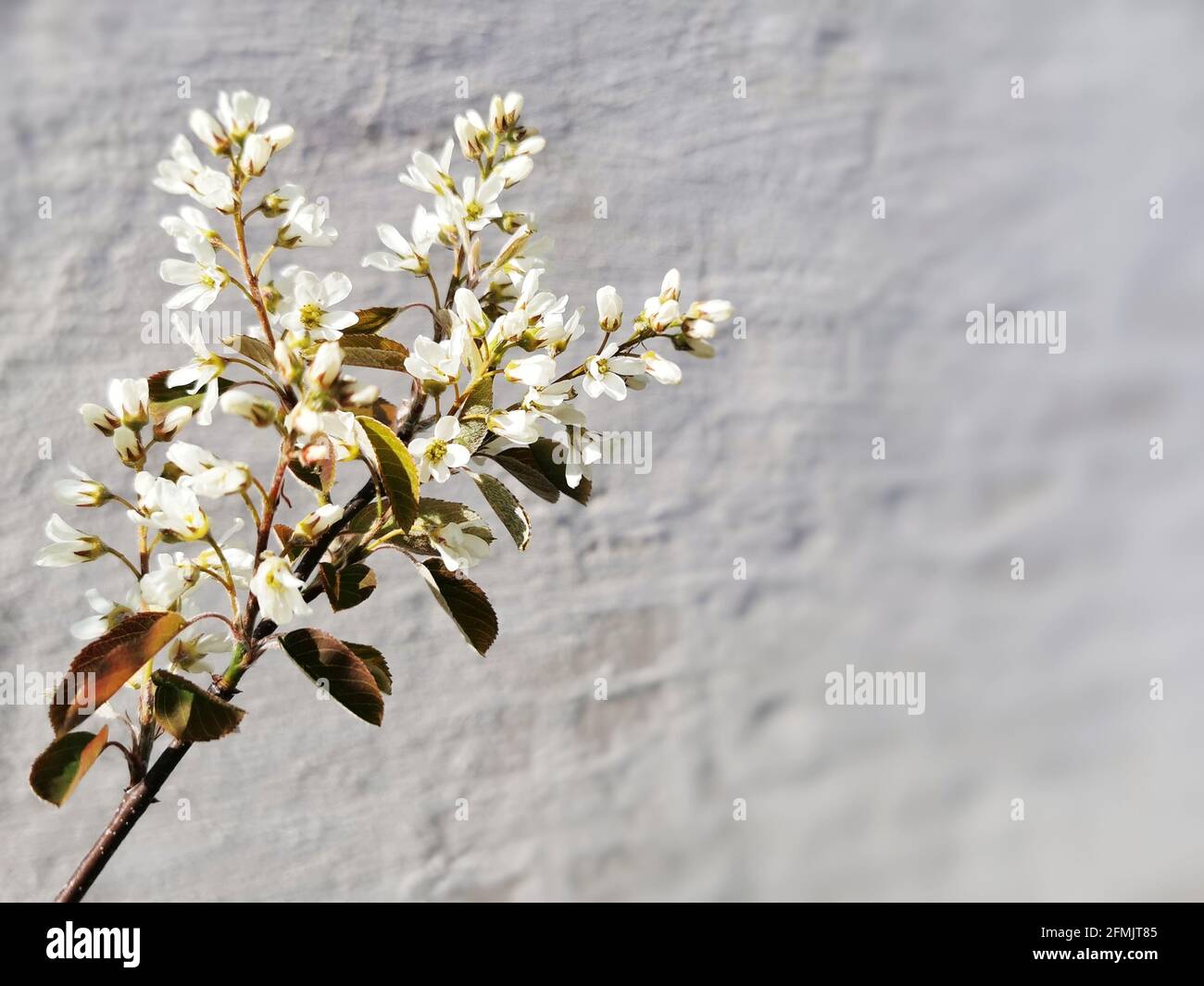 Light epidendrum hi-res stock photography and images - Alamy