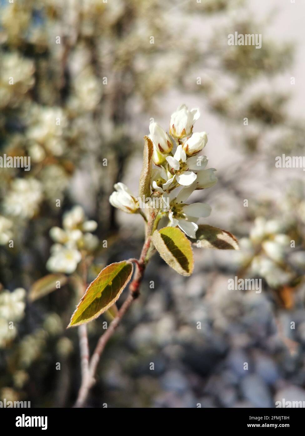 Light epidendrum hi-res stock photography and images - Alamy