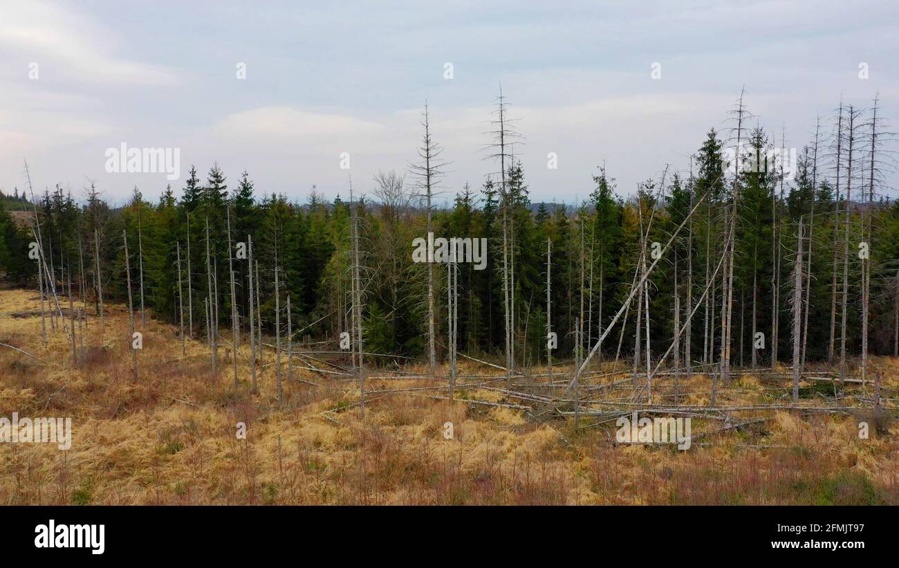 Bark beetle dron aerial video shot pest Ips typographus dead, spruce ...