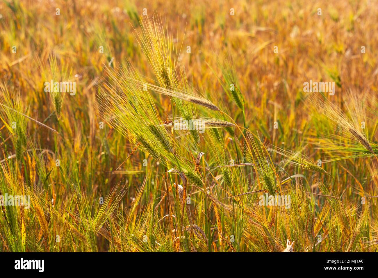 Harvesting. Ripe wheat fields with flowers close up Stock Photo - Alamy