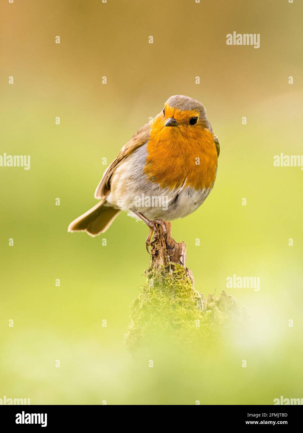 Robin foraging in long grass in mid Wales on a sunny spring day Stock ...