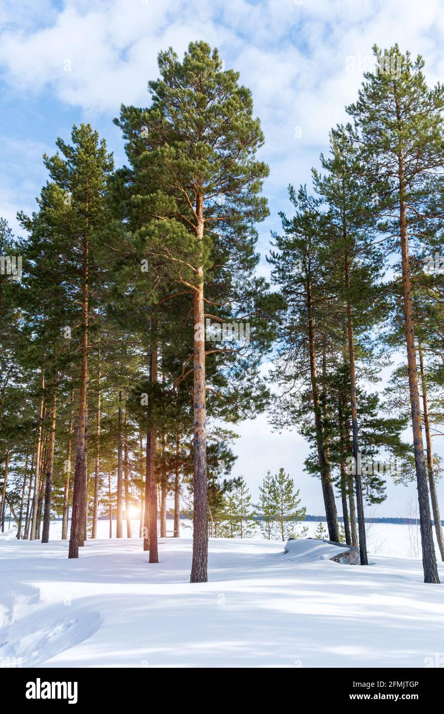 pine trees, winter nature. Landscape, space for copying text Stock ...