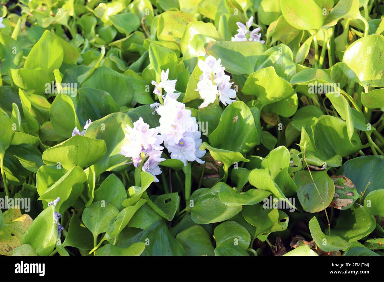 Kochuripana hi-res stock photography and images - Alamy