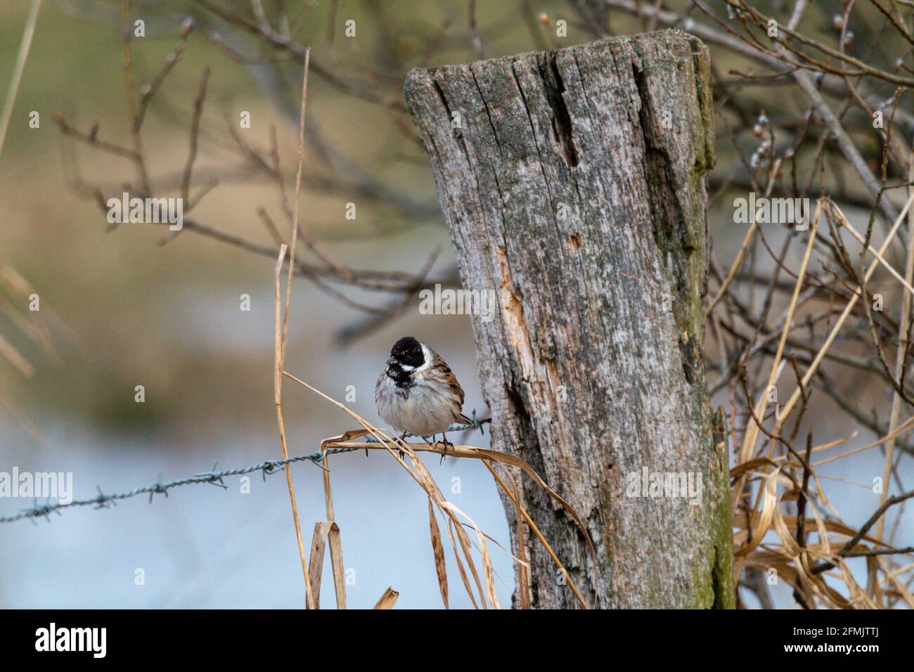 Selective focus of the brown Common reed bunting perching on the wire ...