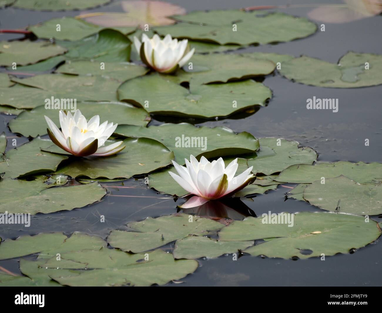 May 10, 2021, Beijing, Beijing, China: May 9, 2021, the beginning of ...