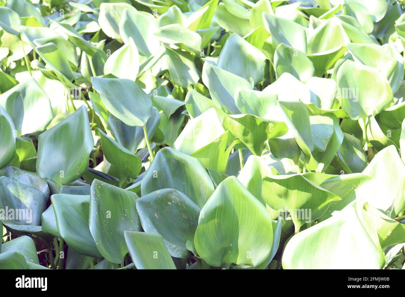 Kochuripana hi-res stock photography and images - Alamy