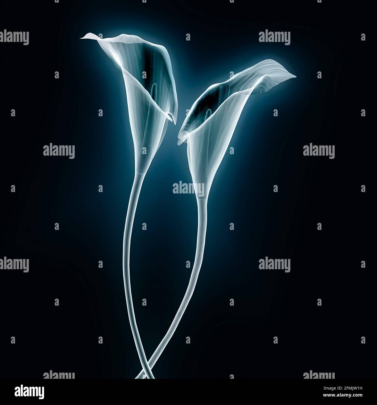 Calla lily x ray hi-res stock photography and images - Alamy