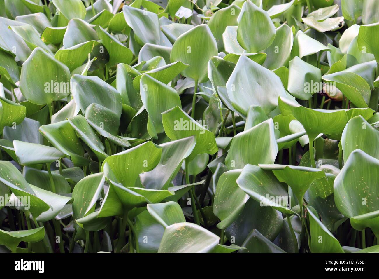 Kochuripana hi-res stock photography and images - Alamy