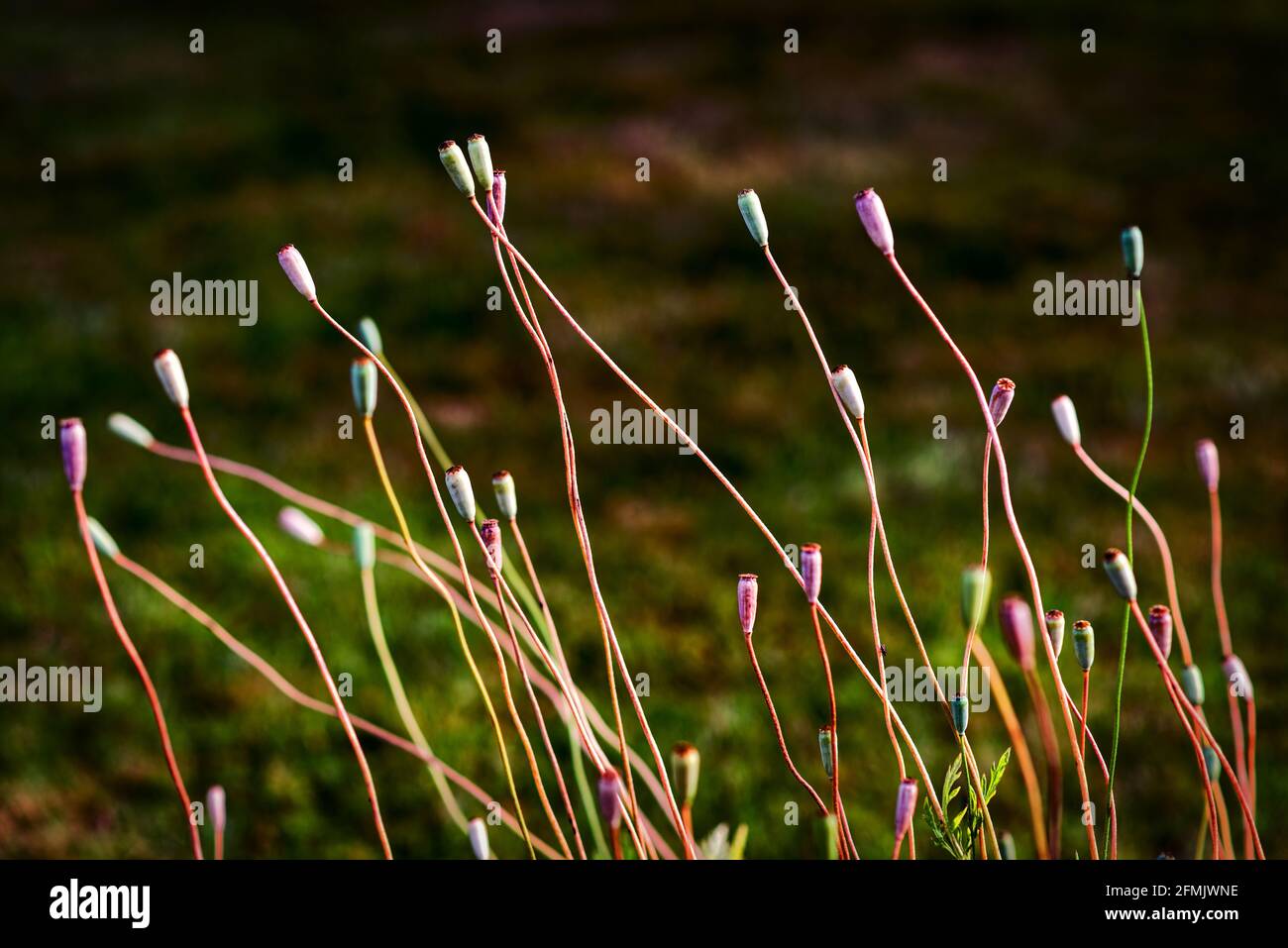 Miniature poppy seed pods in the garden in the wind Stock Photo - Alamy