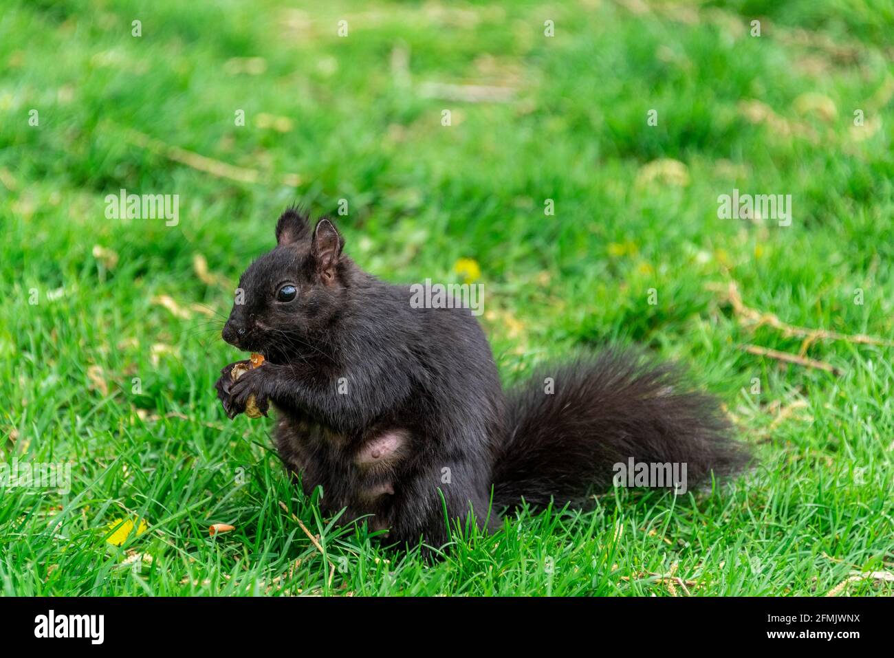 Female squirrel hi-res stock photography and images - Alamy