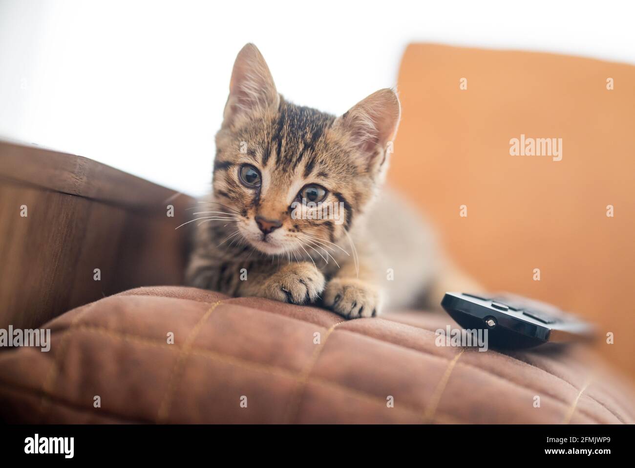 Animal looking straight into camera hi-res stock photography and images ...