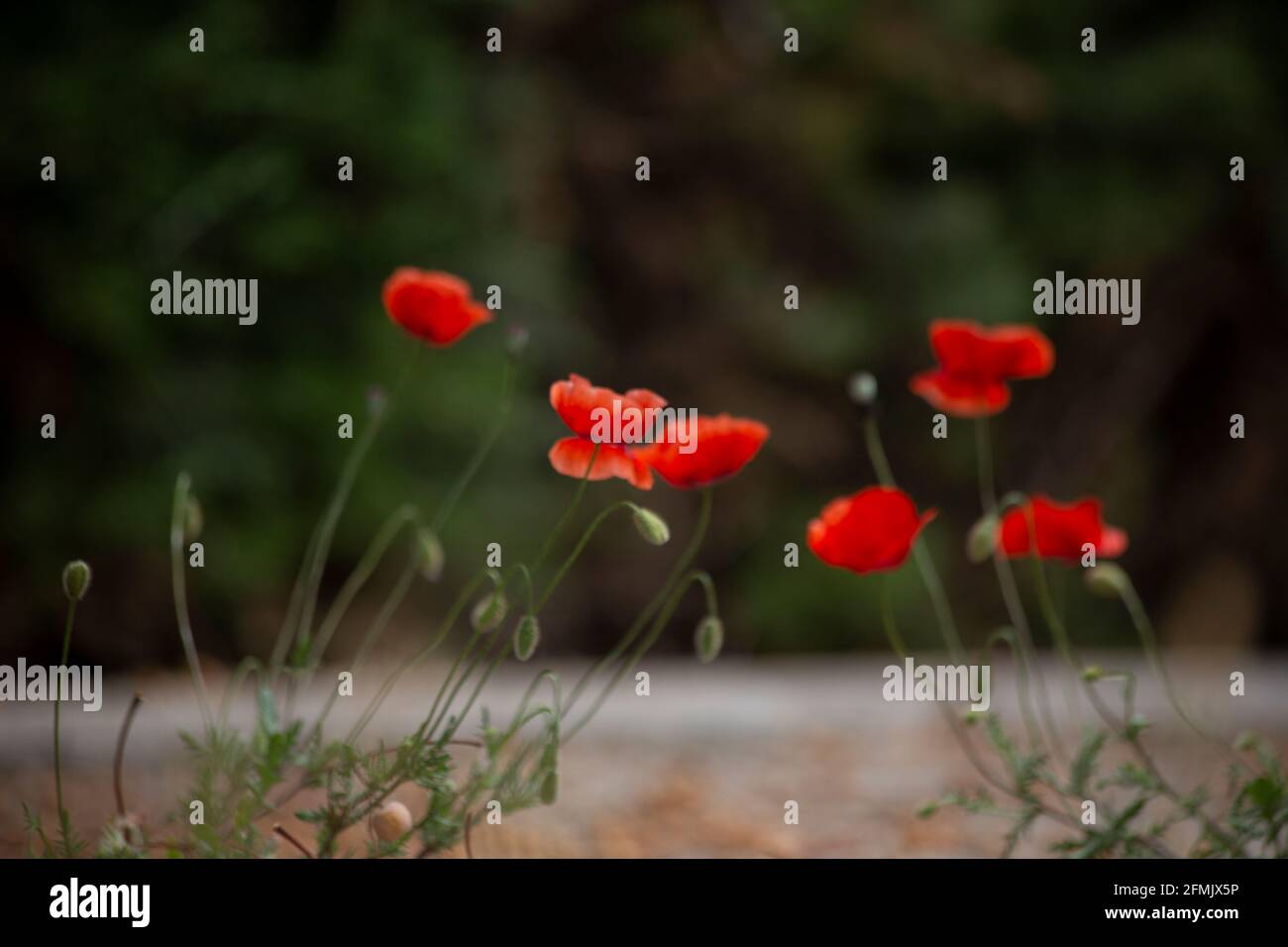 Poppy (Papaver rhoeas) is an annual plant species from the poppy family ...