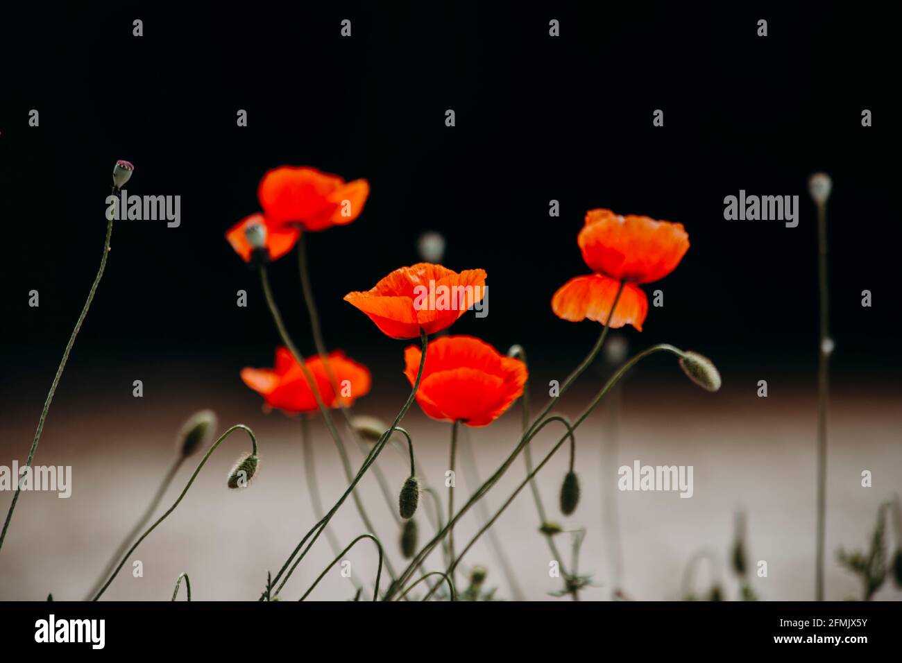 Poppy (Papaver rhoeas) is an annual plant species from the poppy family ...