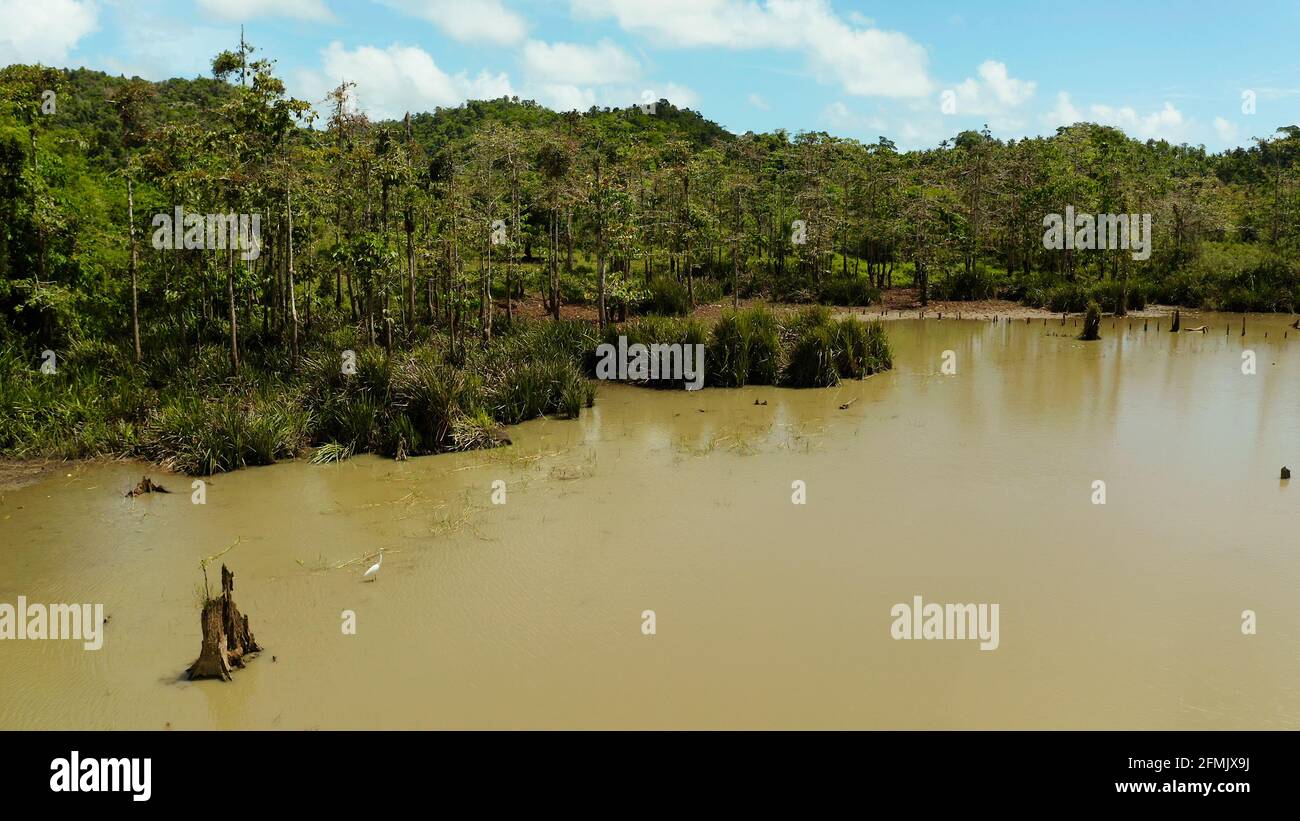 Pond and swamp in the tropical jungle among green vegetation. Siargao ...