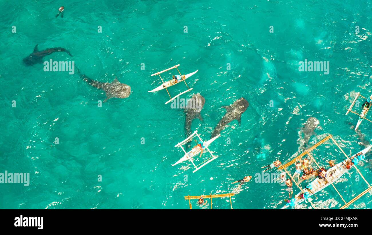 Tourists are watching whale sharks in the town of Oslob, Philippines ...