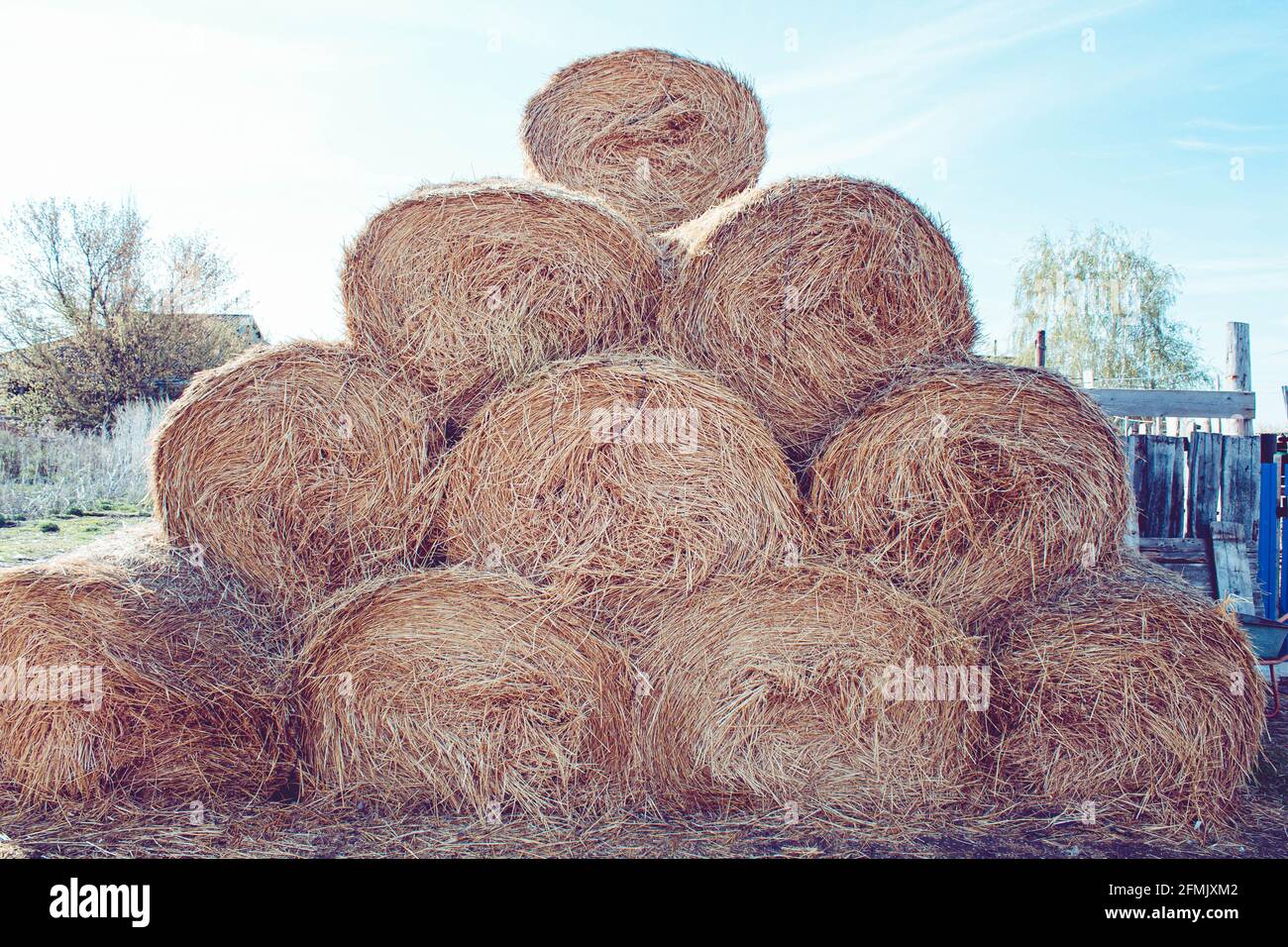 Straw in rolls. Hay for animal feed. Farming. Stocks of dry hay for the ...