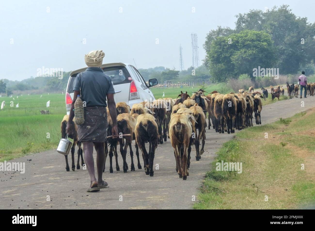 Indian shepherd herd sheep hi-res stock photography and images - Alamy