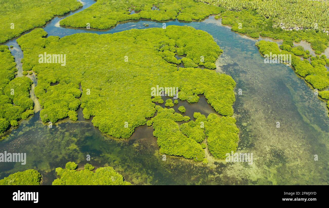 Mangrove trees in the water on a tropical island. An ecosystem in the ...
