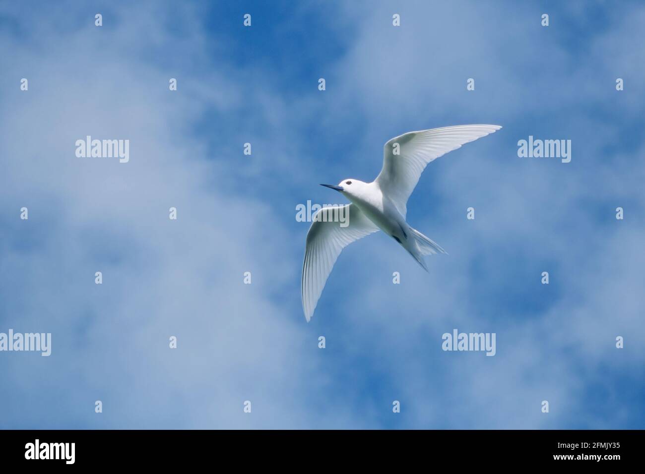 Fairy Tern (aka White Tern) - In Flight Gygis alba Bird Island ...