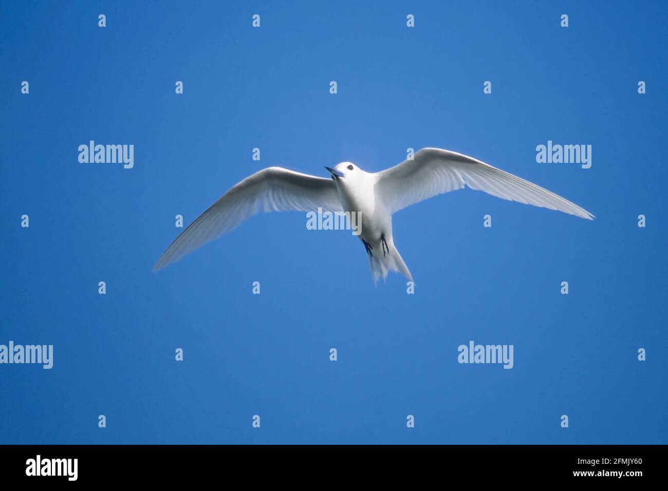 Fairy Tern (aka White Tern) - In Flight Gygis alba Bird Island ...