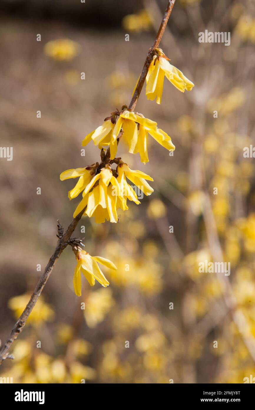 Forsythia intermedia oleaceae hi-res stock photography and images - Alamy