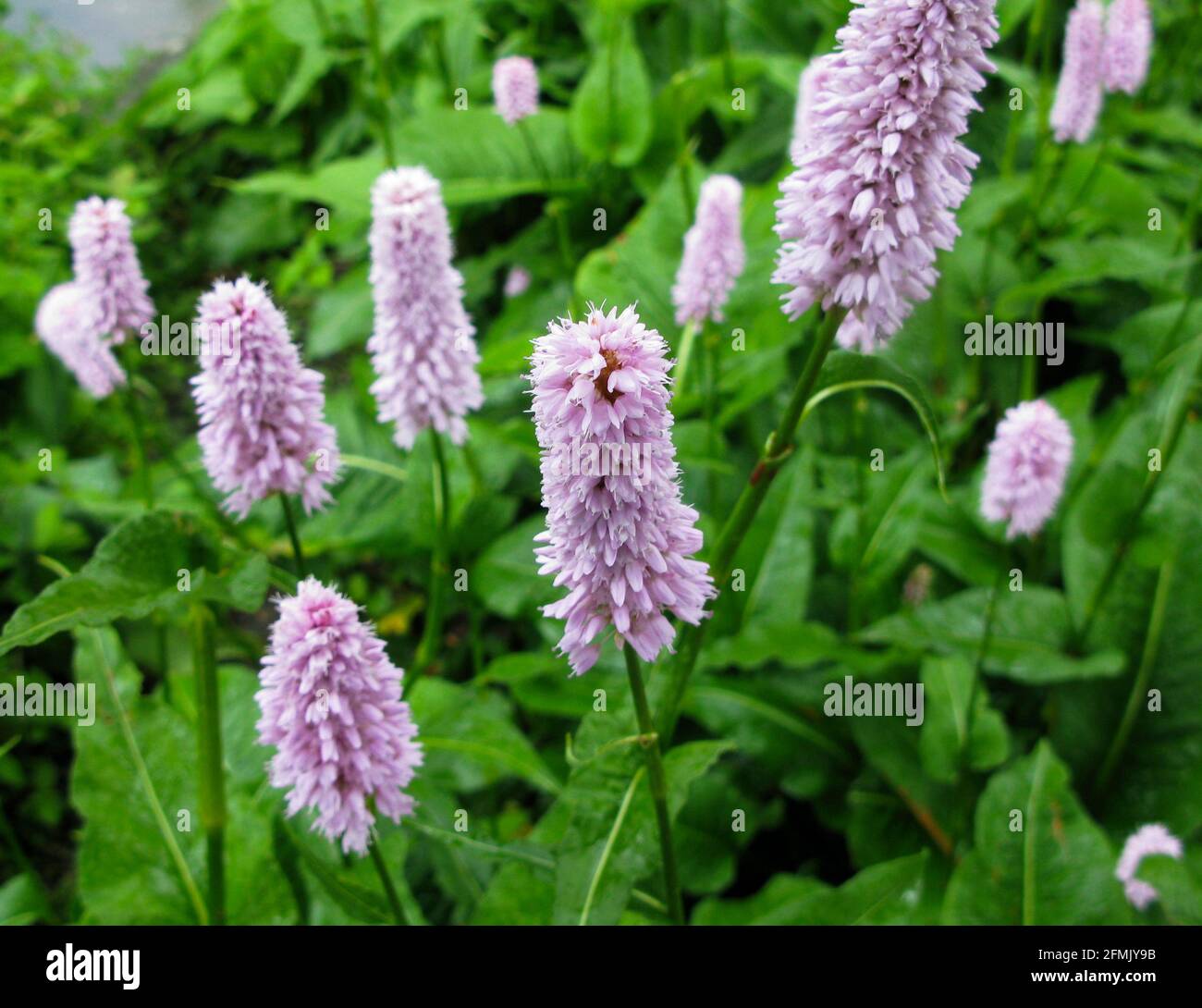 BISTORTA OFFICINALIS bistort in the dock family Stock Photo - Alamy