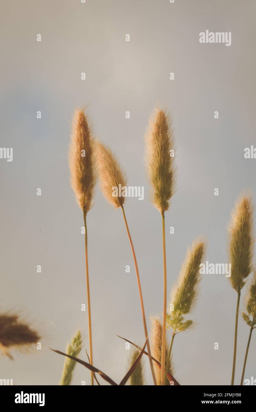 Grass weed under misty sky Stock Photo - Alamy