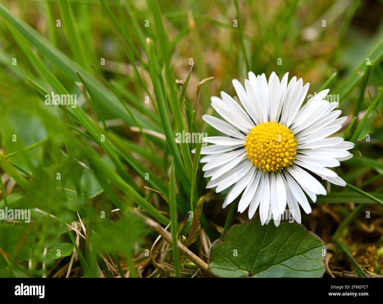 Little daisy hi-res stock photography and images - Alamy
